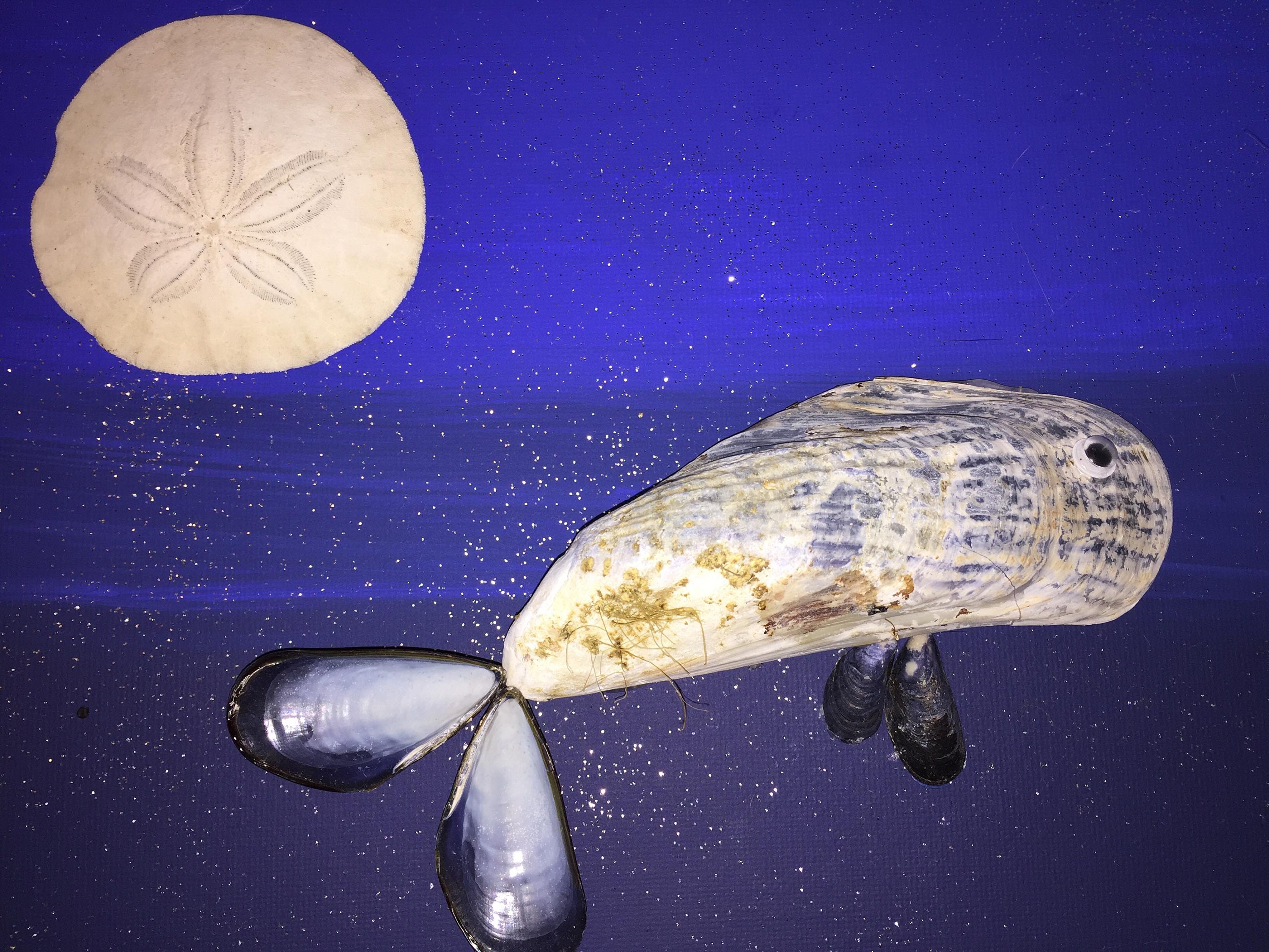 Whale Shell Art | Etsy