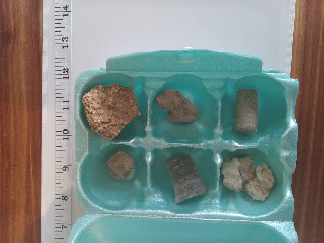 Paleozoic Fossil Collecting Starter Kit - Etsy