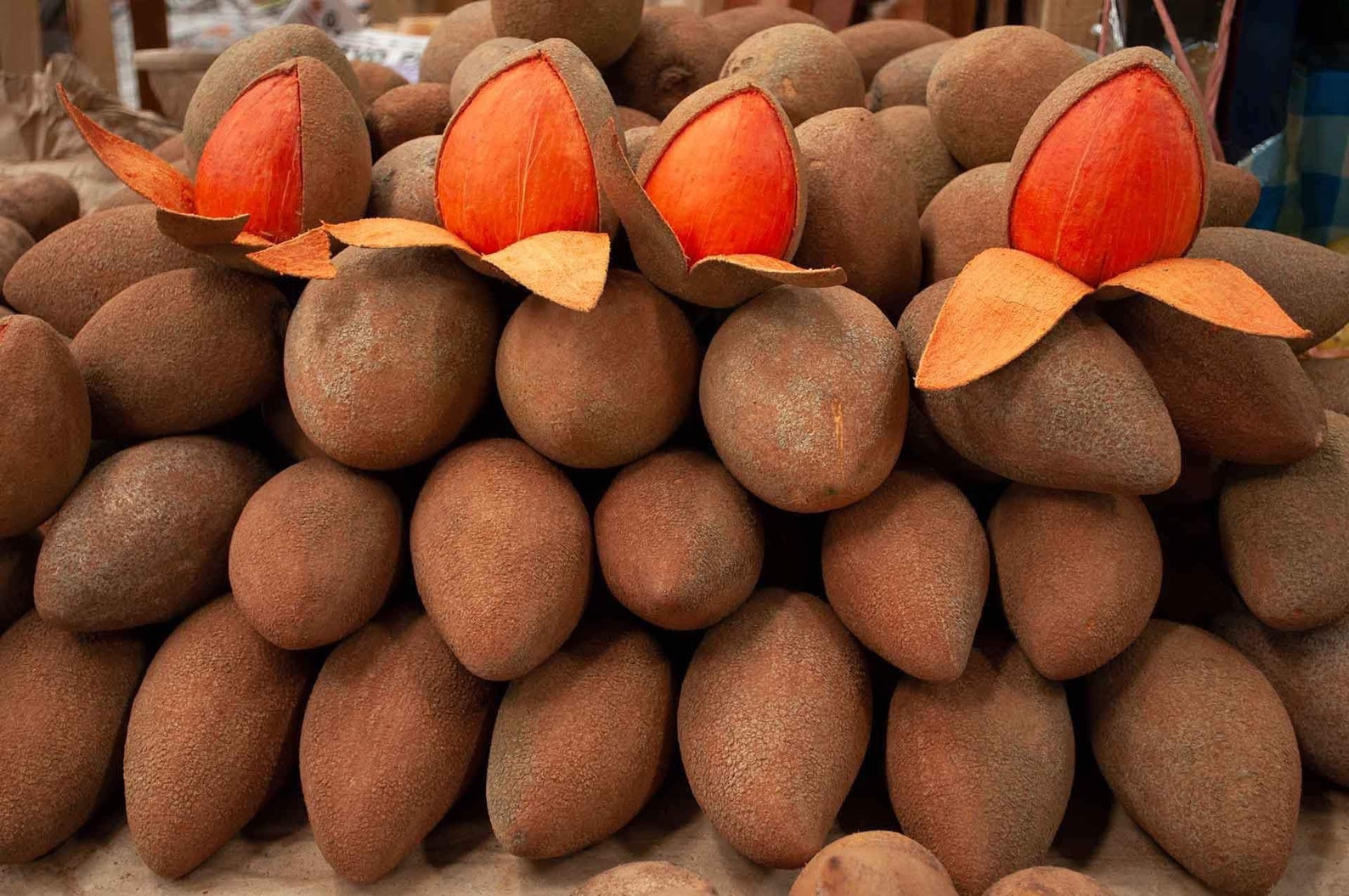 Mamey Zapote pouteria Sapota Live Fruit Tree 10 Inch to 2 | Etsy