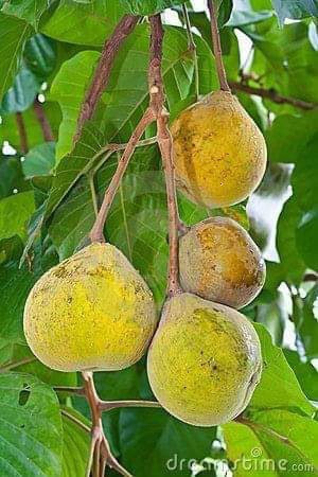Santol Tree