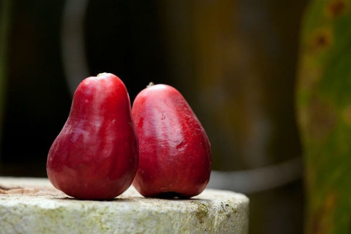 Pumarosa Pomarosa Rose Apple Jambos Live fruit tree 6 in 2 | Etsy