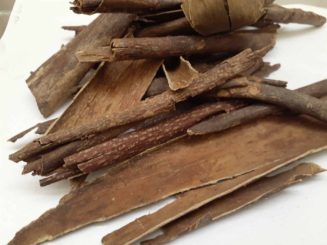 Mauby colubrina Elliptica mavi Live Fruit Tree 6in to 20in - Etsy