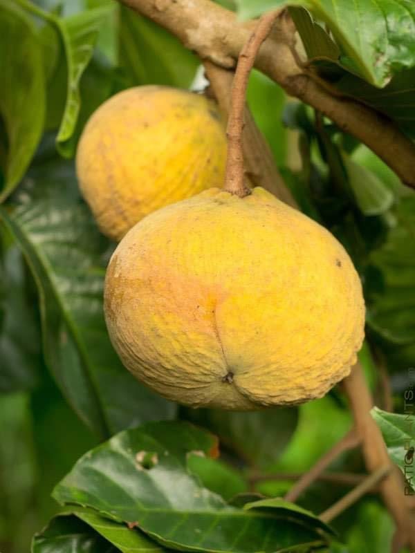 Santol Fruit Tree