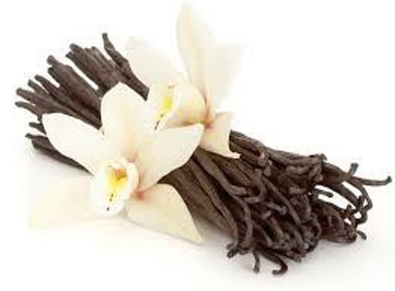 Vainilla vanilla Planifolia Live Orchid Plant 6in to 18 In | Etsy