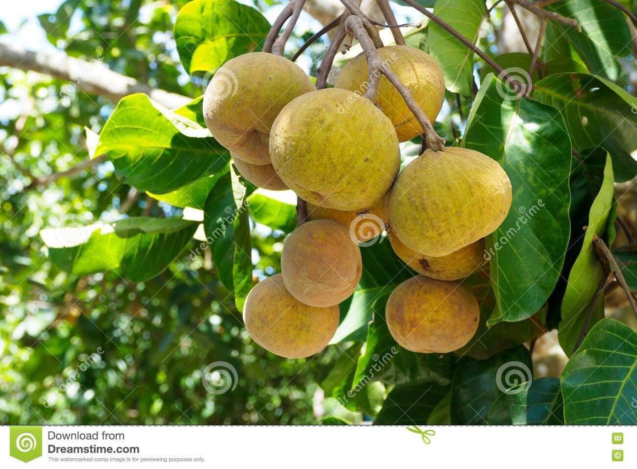 Santol