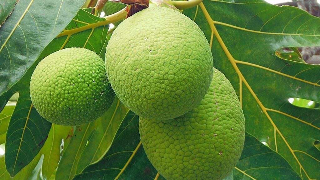 Breadfruit Tree