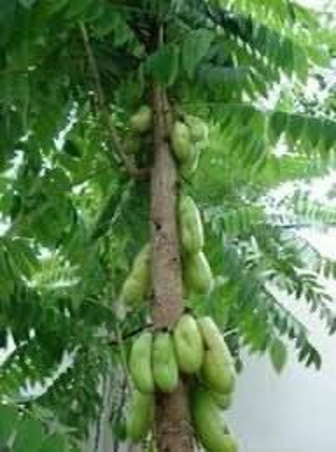 Bilimbi grosellas espinosas chinas Grosella árbol frutal | Etsy