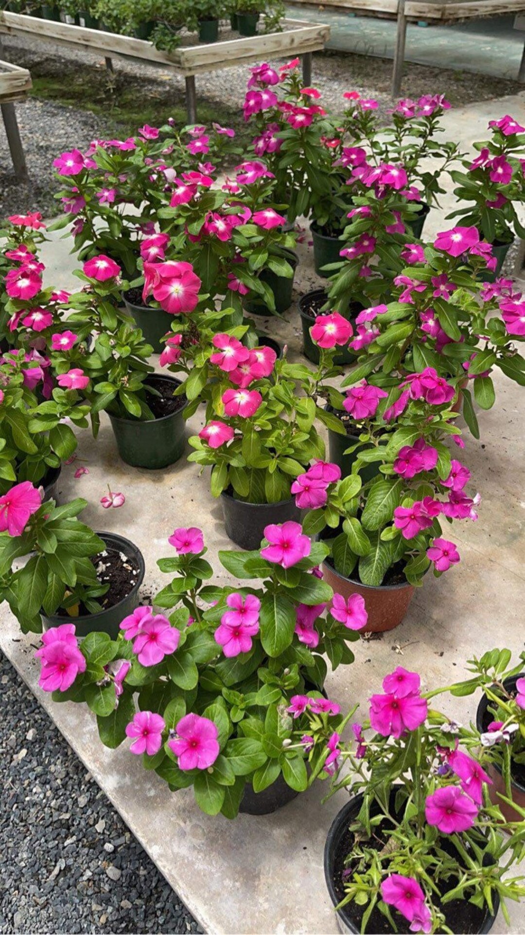 Playera Flower catharanthus Roseus Live Plant 6in to 2 Ft - Etsy