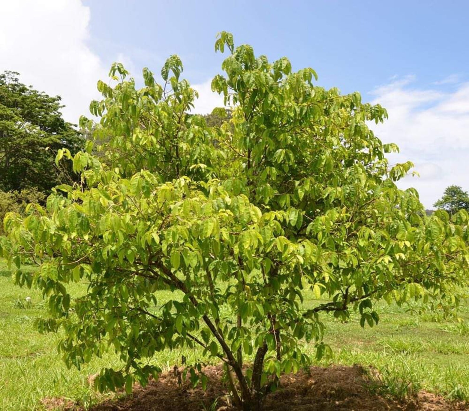 Rollinia annona Mucosa Anon Tree 10in to 2 Ft - Etsy