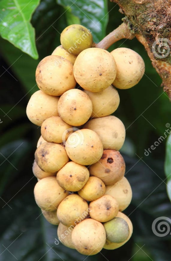 Lansium Lanson Live Fruit Tree Seedling 10in to 2 Ft - Etsy UK