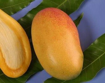 Rapoza Mango Tree - Etsy