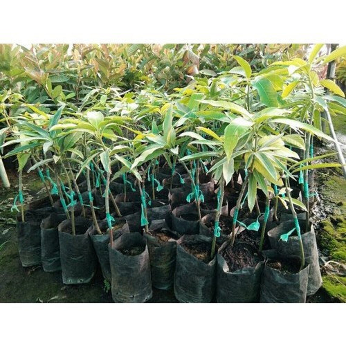 Grafted Mango Tree | Etsy