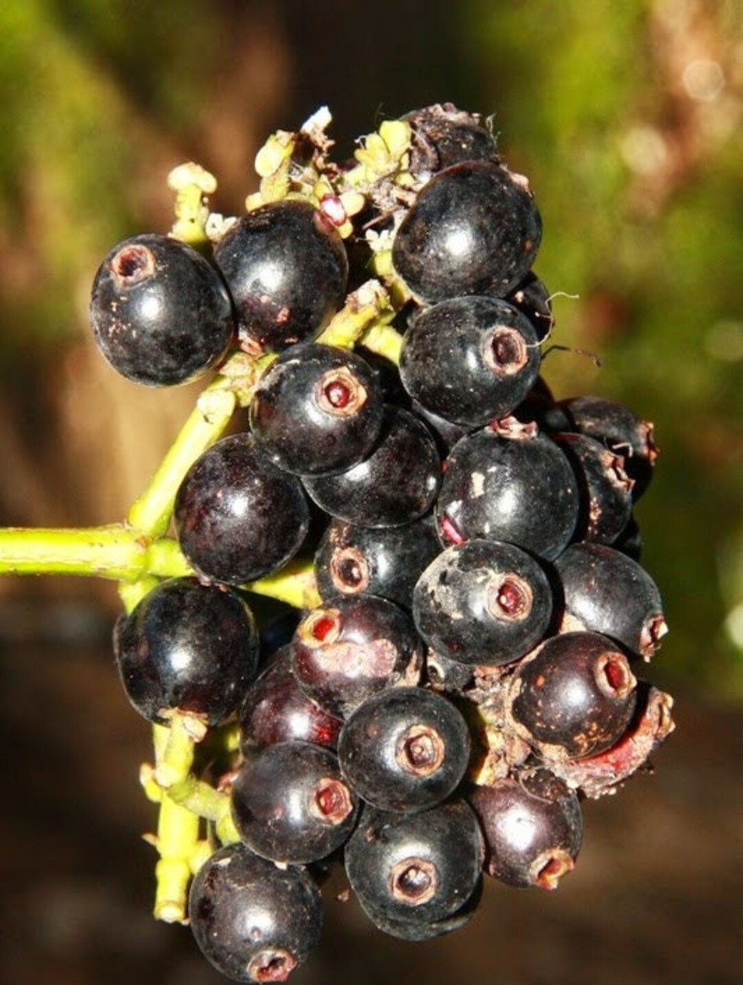 Rare Exotic Lipote syzygium Polycephaloides Live Fruit Tree - Etsy