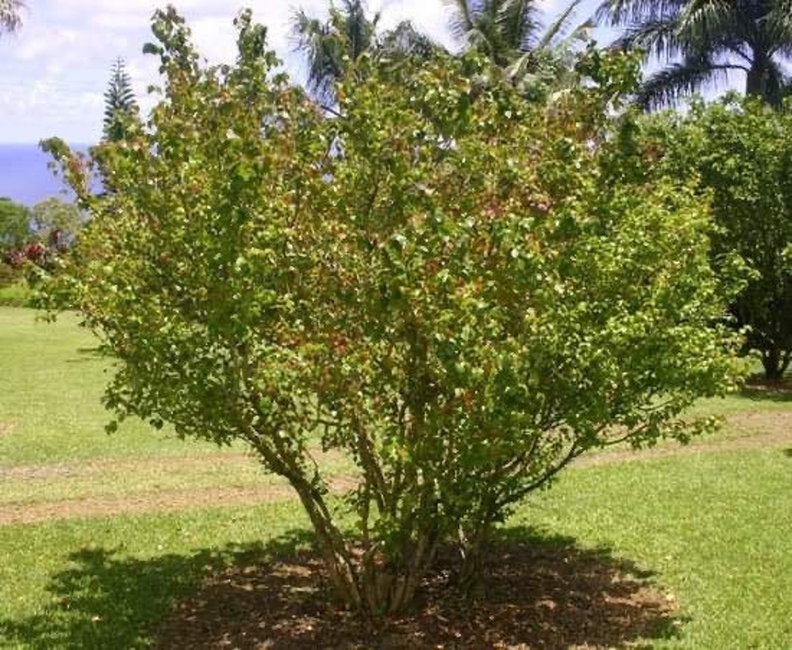 Surinam Cherry Pitanga live fruit tree 10in to 2 ft | Etsy