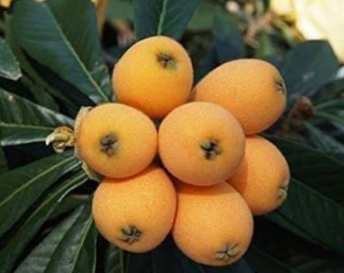 BIG JIM Loquat Seeds. Eriobotrya Japonica. Tastiest Loquat 20 Seeds. - Etsy