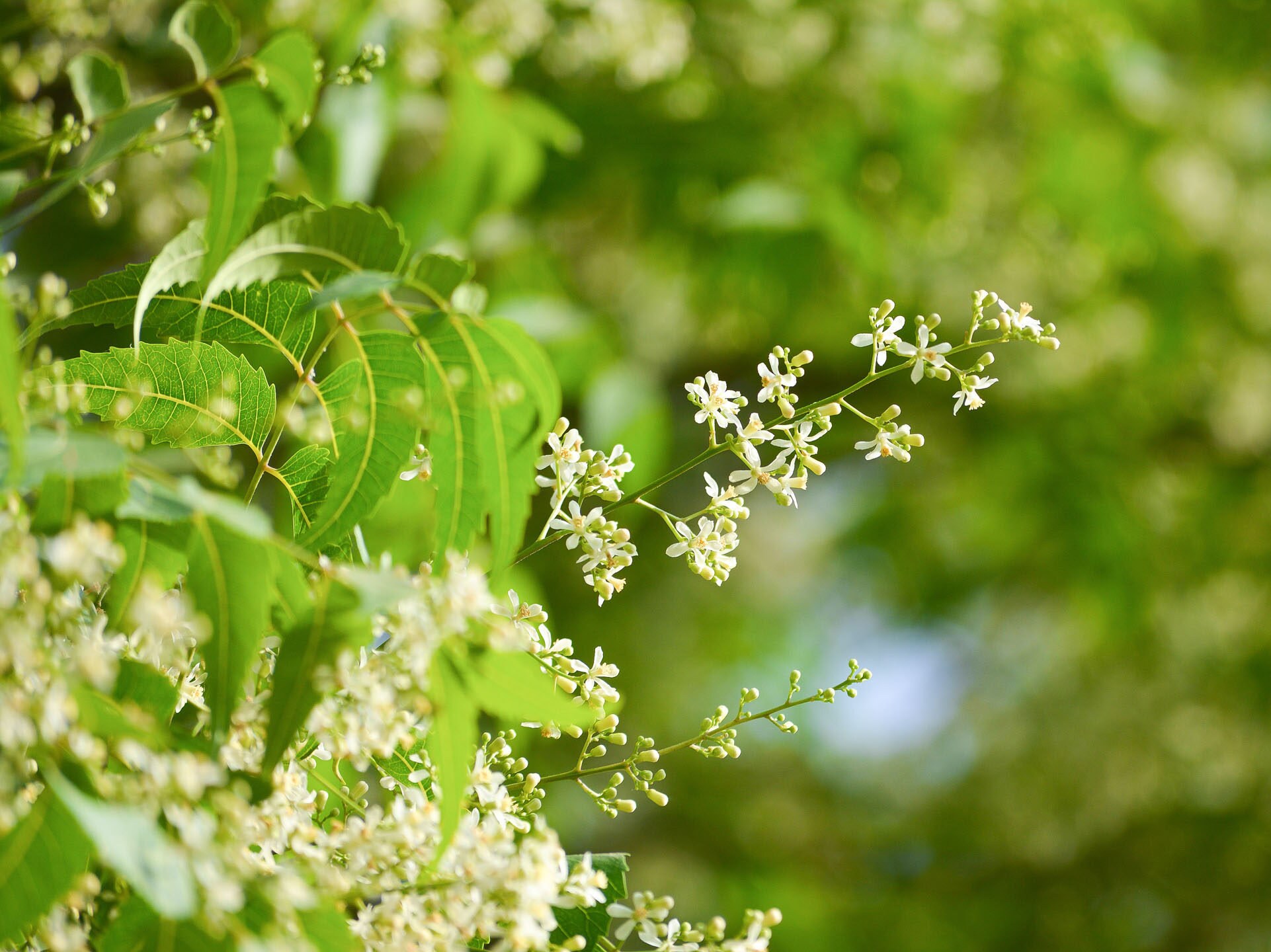 Neem Tree Flower