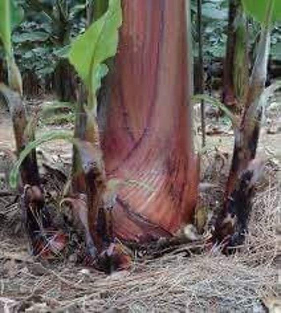 Red Dacca Bananas