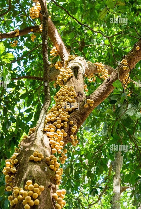 Lanzones Tree Clipart