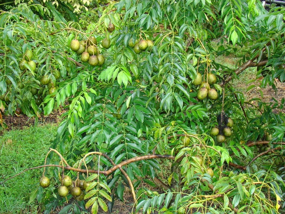 Spondias spondias Mombin jobos Rich and Delicious Dwarf - Etsy