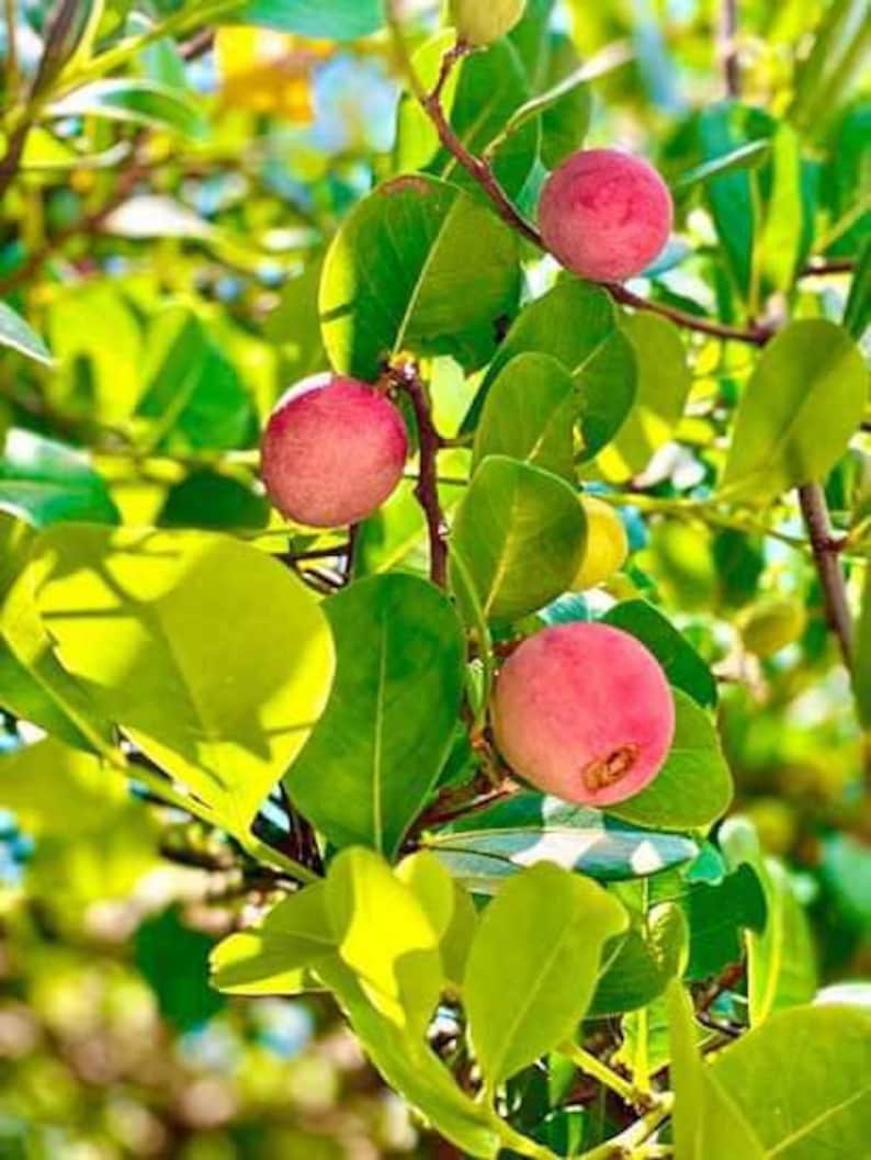 Icaco chrysobalanus Icaco Live Fruit Tree 10in to 2 Ft - Etsy