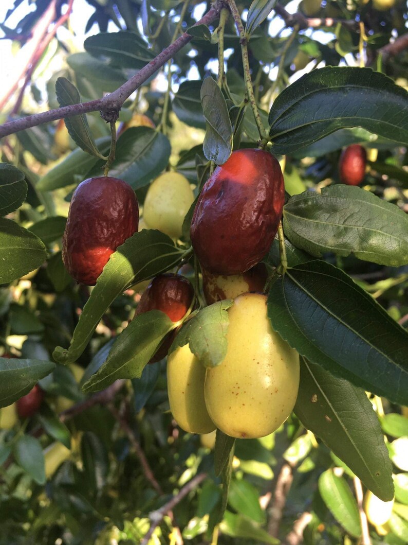 Jujube Fruit Live fruit tree 10in to 2 ft | Etsy