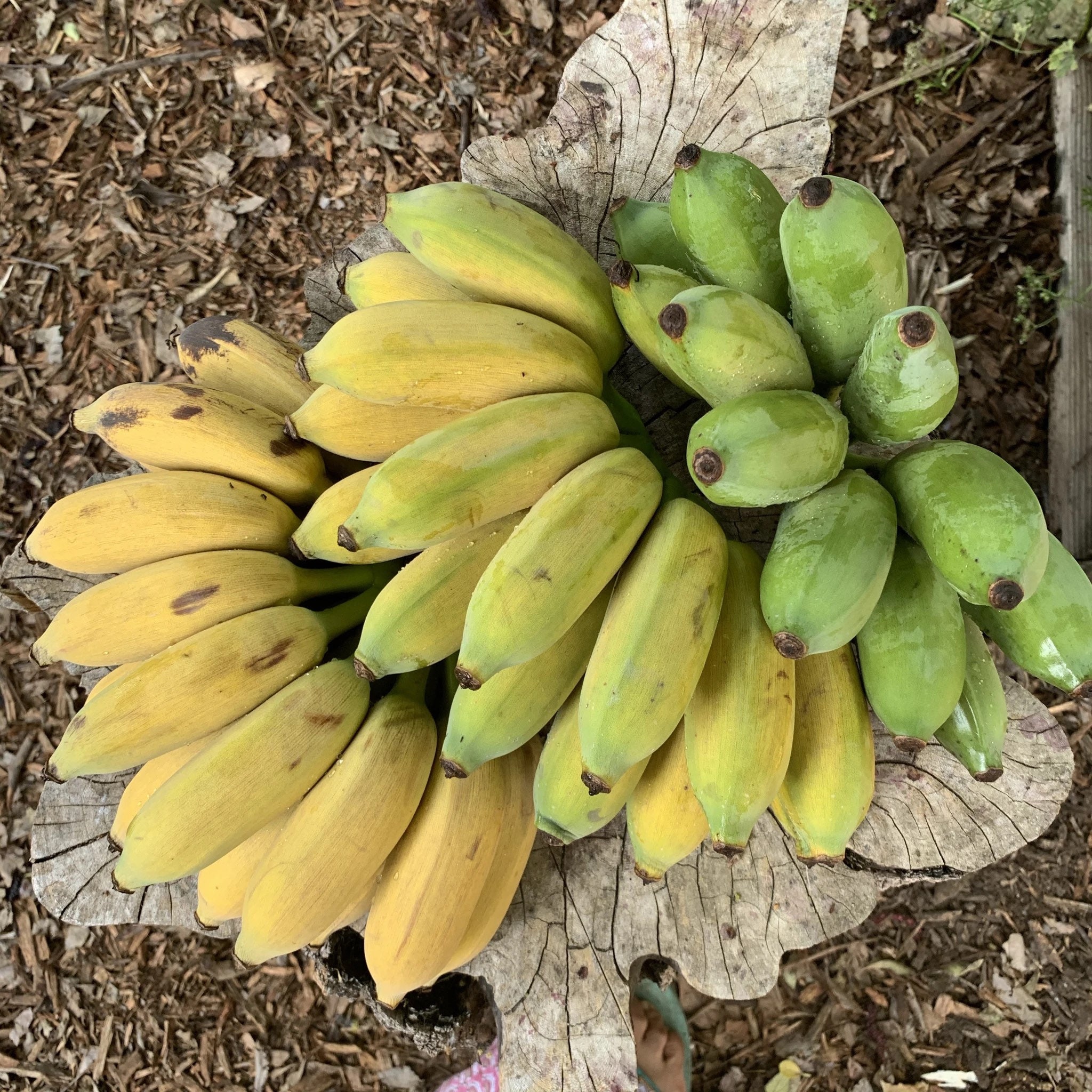 Manzano Banana Tree