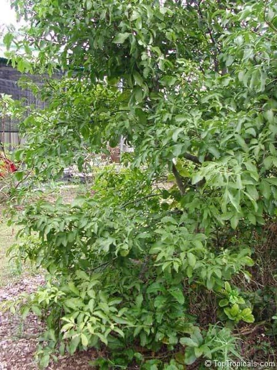 Quenepa Tree In Florida