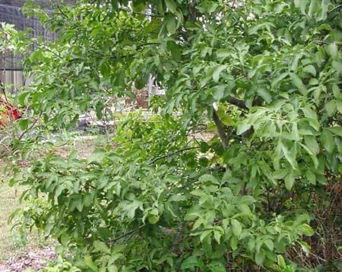 Spanish Lime Genip Guinep Ginepa Limoncillo Mamoncillo Fruit Seedling ...