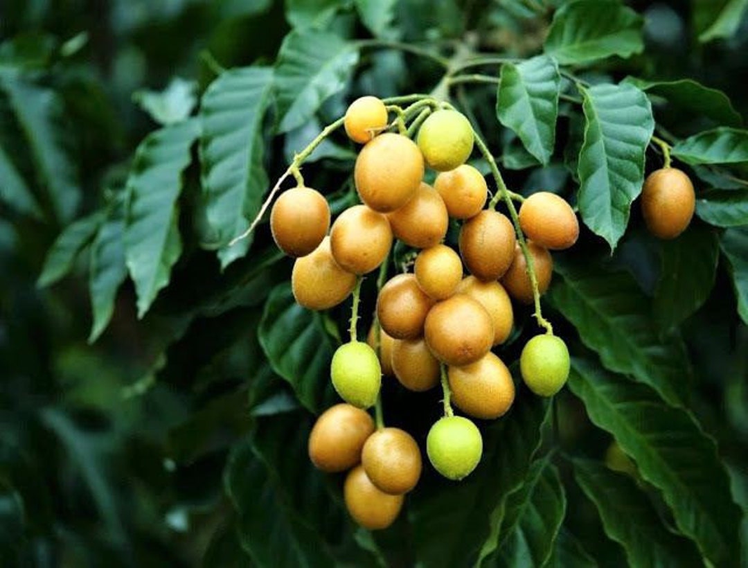 Wampi Wampee clausena Lansium Live Fruit Tree 10in to 2 Ft - Etsy