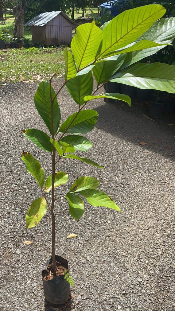 Rambutan Tree Drawing
