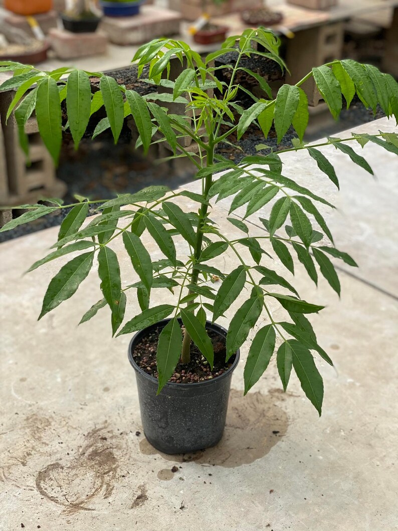 Spondias jobos Juneplum Live Fruit Tree 10 in to 2 Ft - Etsy