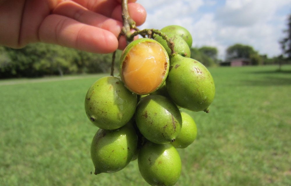 Melicoccus Bijugatus Plant Size 2 Quenepa Gardening & Plants Home ...