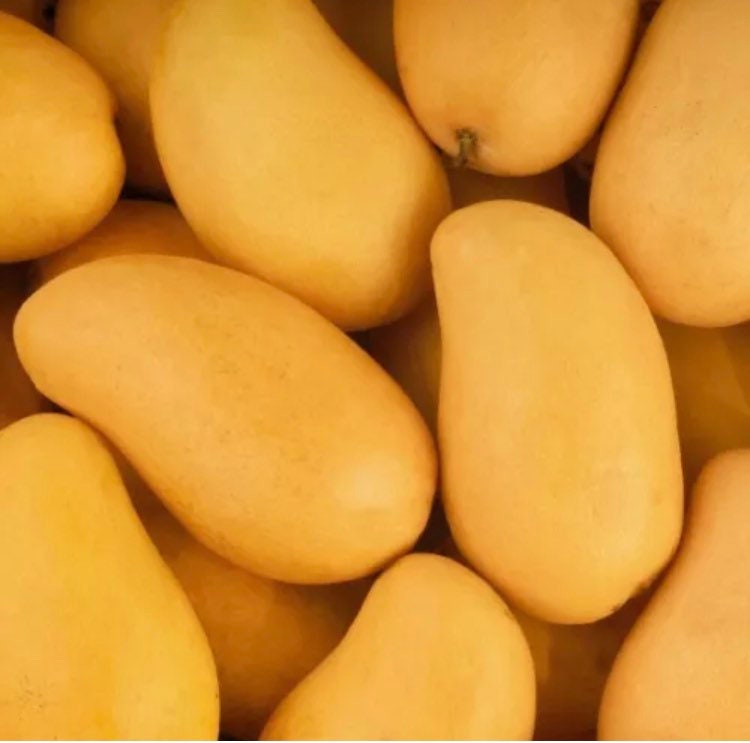 Champagne Mango Tree