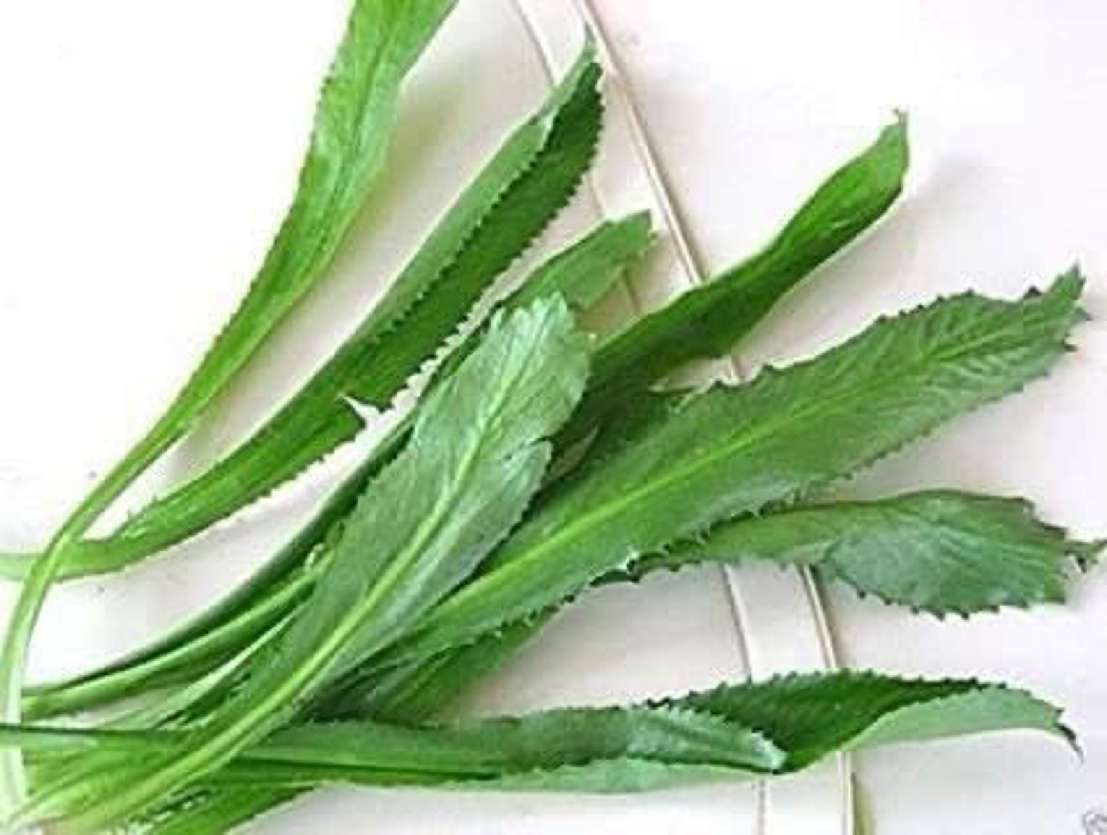 Culantro cilantro vegetable plant 6inch to 12 inch | Etsy