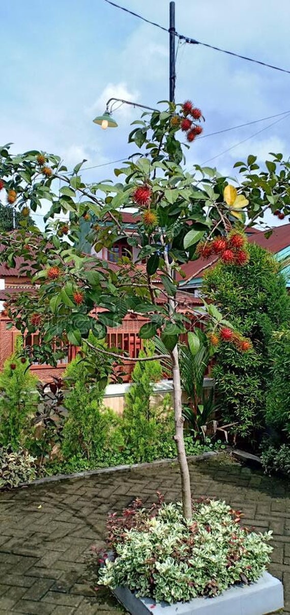 Rambutan Tree Drawing