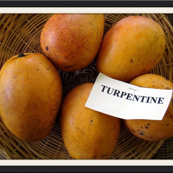 Turpentine - Etsy