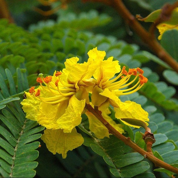 Yellow Flamboyant Tree