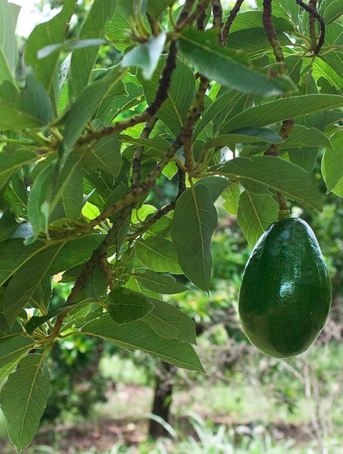 Grafted Avocado persea Americana Fruit Grafted Live Tree - Etsy Canada
