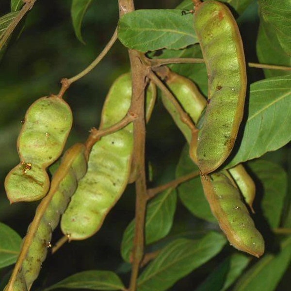 Ice Cream Bean Seed - Etsy