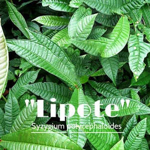 Rare Exotic Lipote syzygium Polycephaloides Live Fruit Tree - Etsy