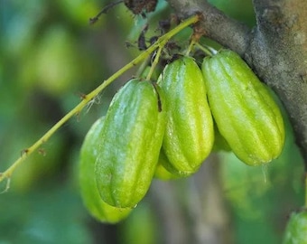 Averrhoa Bilimbi Tree 3 Gallon 2 to 3 Feet Tall - Etsy