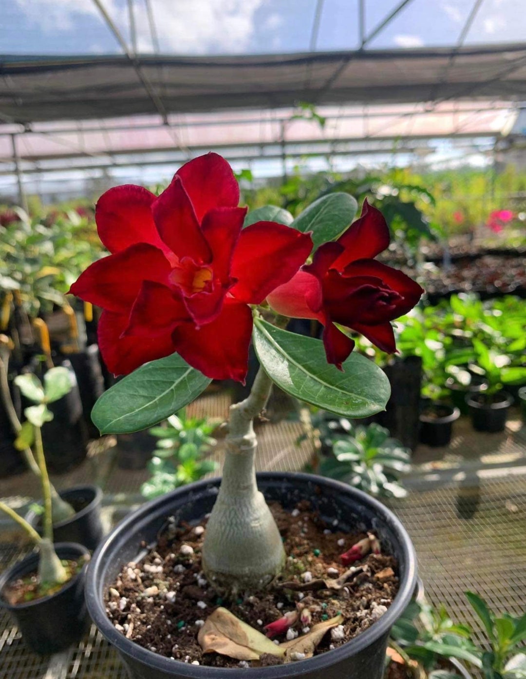 Black Dragon Red Flower Desert Rose adenium Obesum Live - Etsy