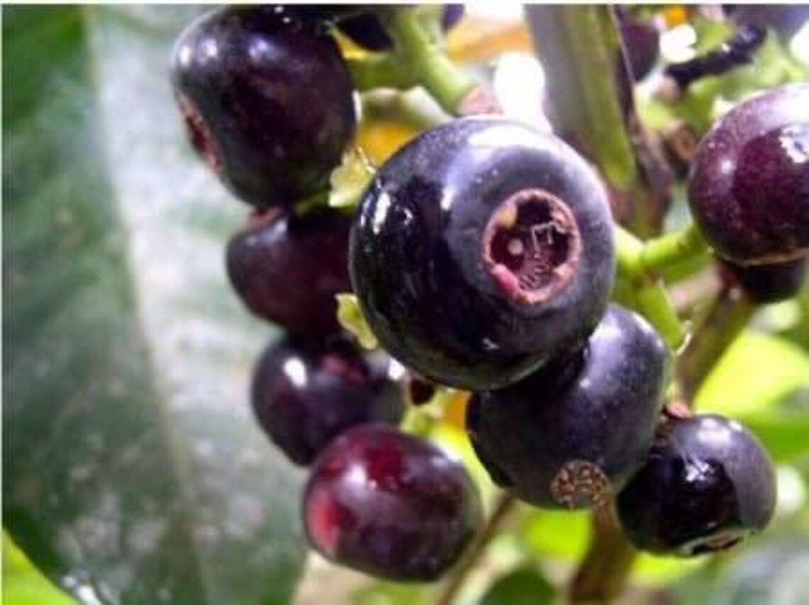 Rare exotic Lipote Syzygium polycephaloides Live fruit tree - Etsy.de