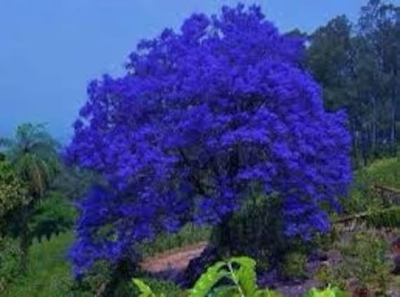 Blue Flamboyant Tree