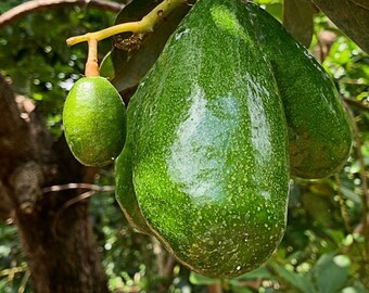 Sir Prize Avocado Tree 1 Feet Tall Grafted Tree Ship in - Etsy