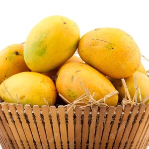 Banganapalli mangifera Indica Banganapalle Mango Live Fruit Seedling - Etsy