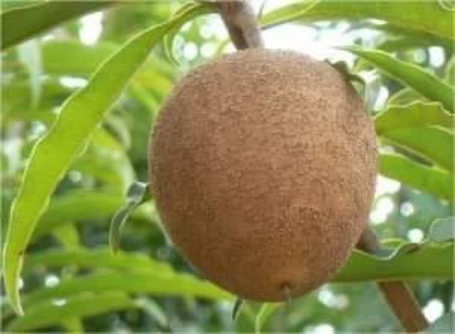 Níspero Tropical Live Fruit Tree | Etsy