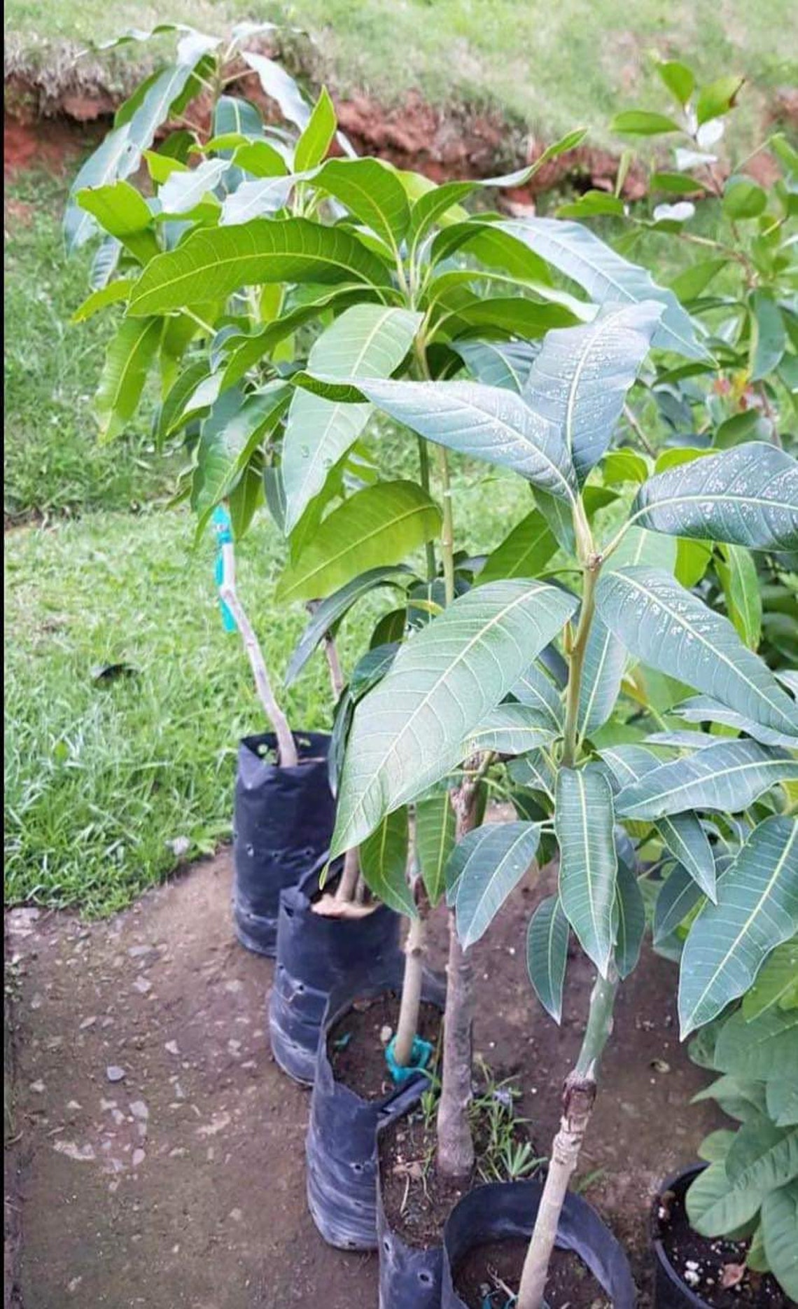 Grafted Mango Tree | Etsy