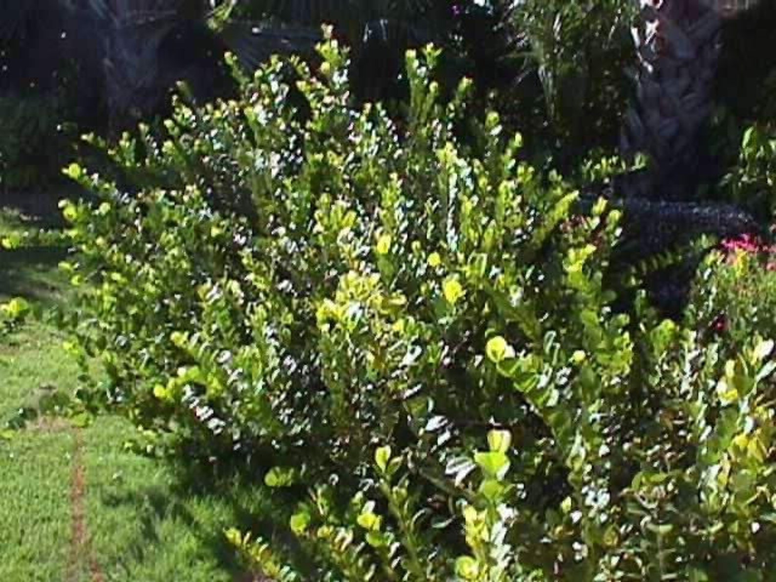 Icaco Chrysobalanus icaco live fruit tree 10in to 2 ft - Etsy.de