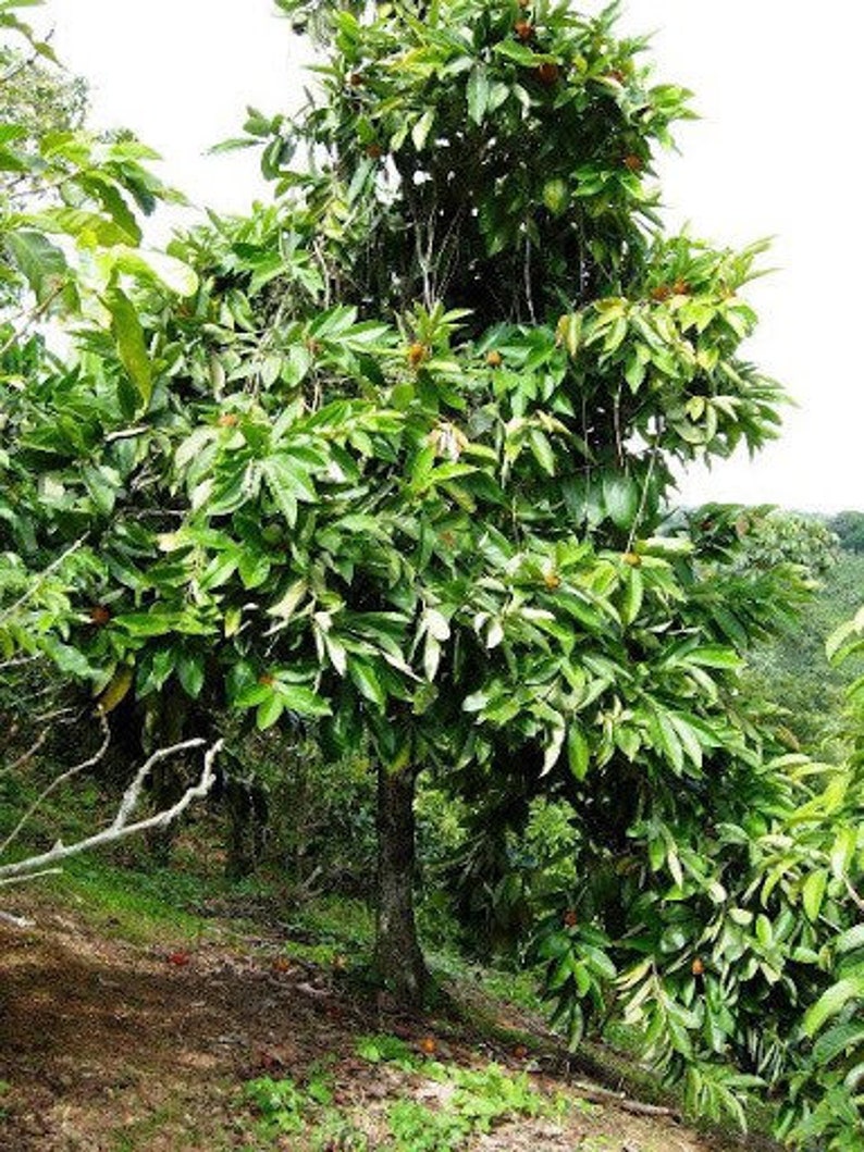 Mabolo Velvet apple live fruit tree 10in to 2 ft | Etsy